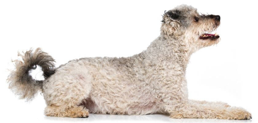 Pumi Dog Breed Information - PetsTime