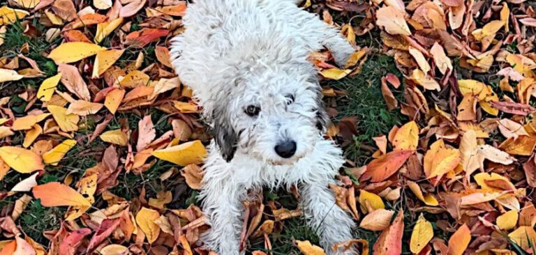 Pyredoodle – All about the Great Pyrenees Poodle Mix - PetsTime