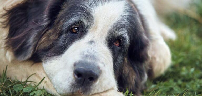 Pyrenean Mastiff: Dog Breed Information - PetsTime