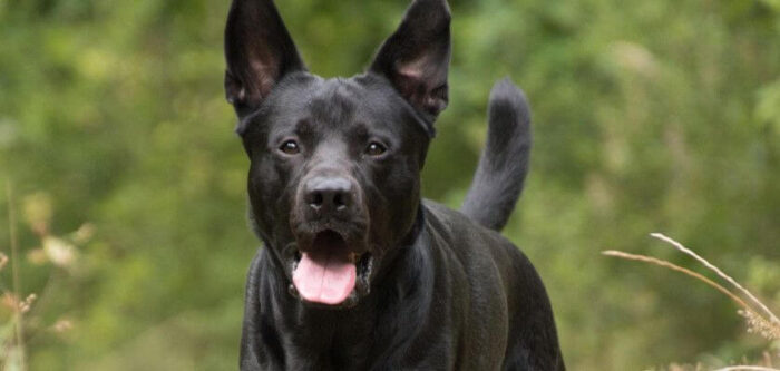 Sheprador: Daily News on Dog Breeds - PetsTime