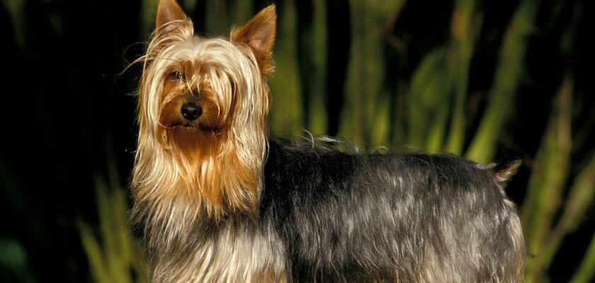 Silky Terrier Dog Breed Information - PetsTime