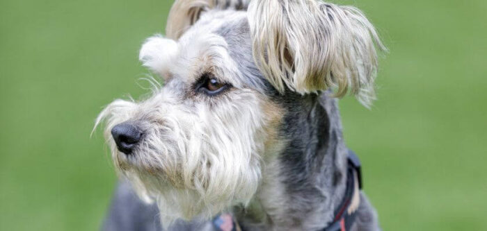Snorkie – Facts about the Schnauzer Yorkie Mix Breed - PetsTime