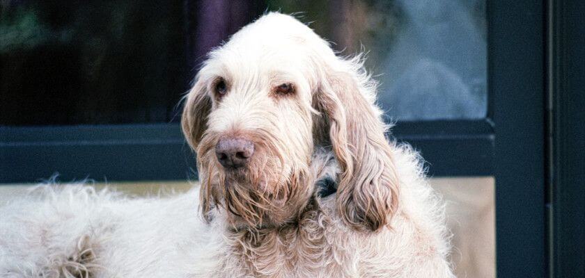 Spinone Italiano Dog Breed Information & Advice - PetsTime