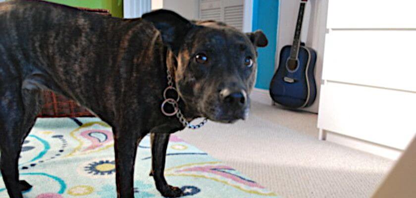 Treeing Tennessee Brindle Dog Breed Information - PetsTime