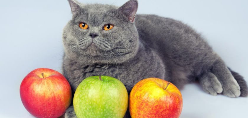 What Fruits Can Cats Eat? Human Food Safe for Cats - PetsTime