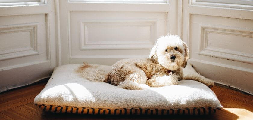 Whoodle Dog. Everything You Need to Know About It - PetsTime