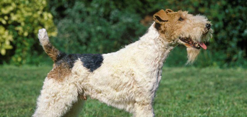 Wire Fox Terrier Dog Breed Information - PetsTime
