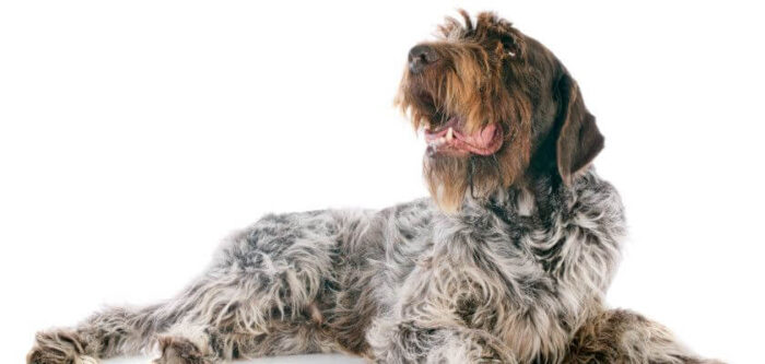 The Wirehaired Pointing Griffon Dog Breed Information - PetsTime