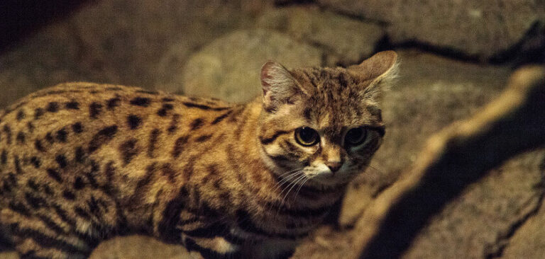 Black-Footed Cat – Endangered Feline from Africa - PetsTime