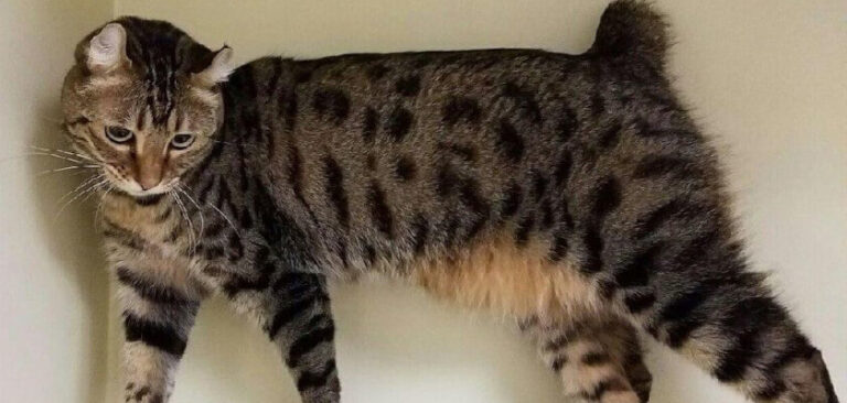Highlander Cat Breed, a Unique-Looking Lynx Mix - PetsTime