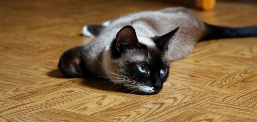 Snowshoe Cat Breed: Personality and Care Needs - PetsTime
