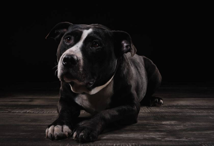 Gangster Dog Name Ideas For Your Tough Pooch PetsTime