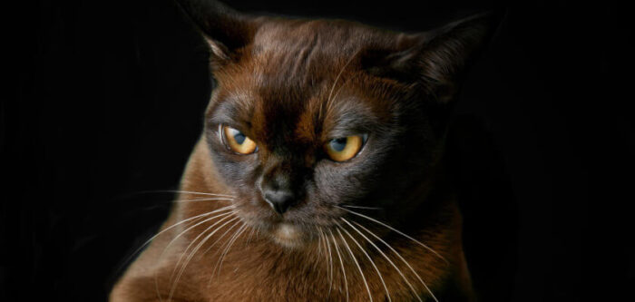 The Havana Brown Cat Breed – Characteristics & Care - PetsTime