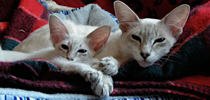 Javanese Cat Breed Information for Pet Lovers - PetsTime