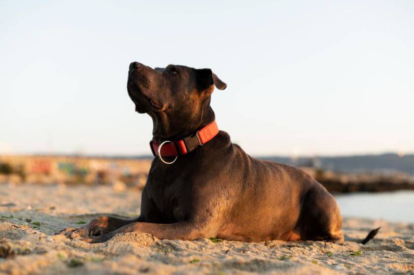 Mean Dog Names For Guard Dogs AHuge List PetsTime