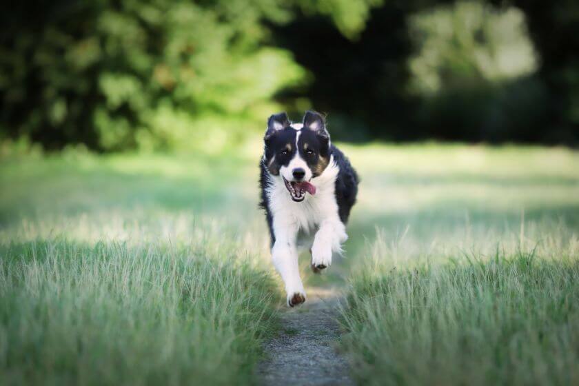 Native American Dog Names With Powerful Meanings PetsTime