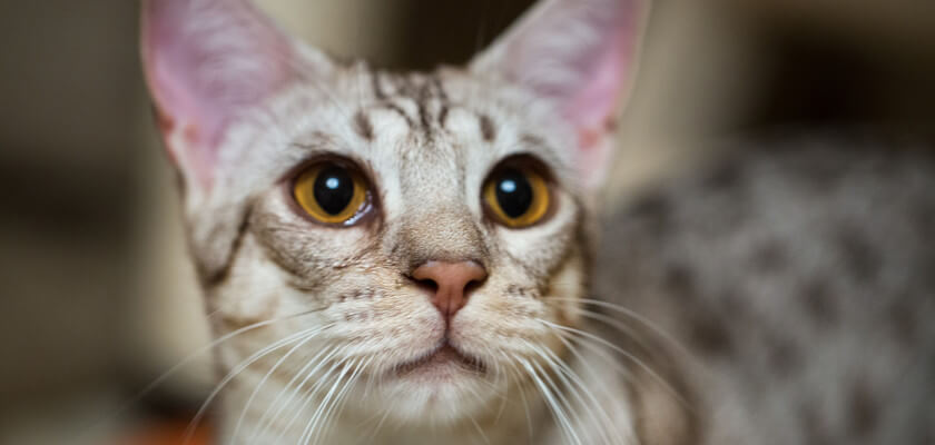 The Ocicat Cat Breed: An All-Domestic Cat with Ocelot-Like Spots – PetsTime