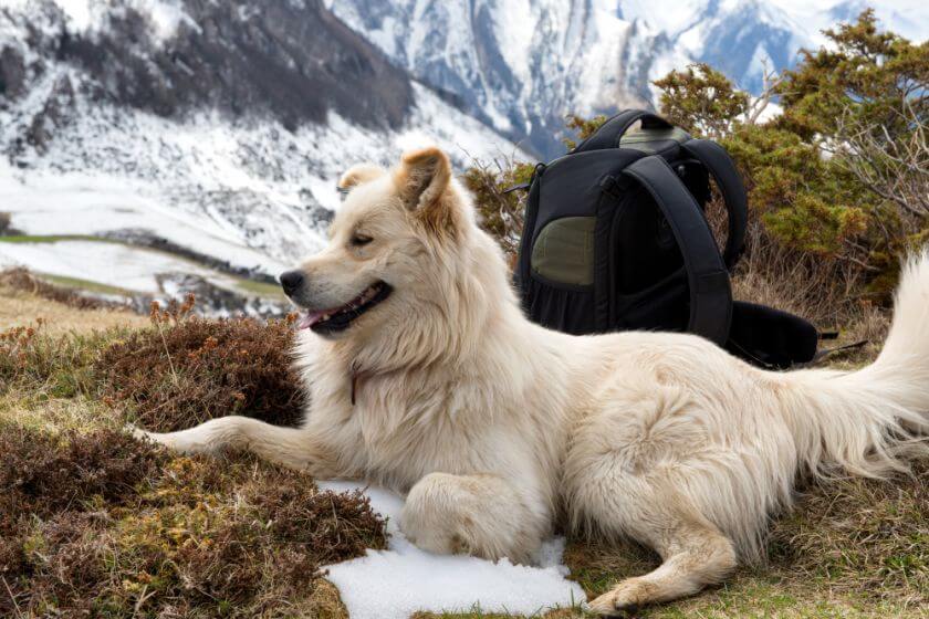 Great Pyrenees Dog – Breed Characteristics of The Royal Dog of France ...