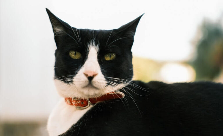 Halloween Cat Names 50 Spooky Ideas PetsTime halloween-cat-names-50-spooky-ideas-petstime