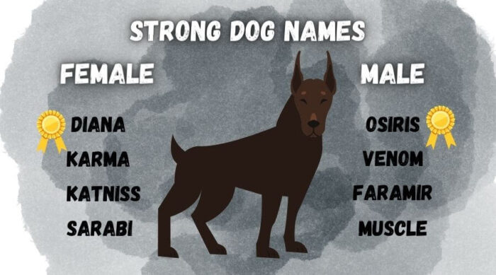 Strong Dog Names: Fierce Name Ideas for a Guard Dog - PetsTime