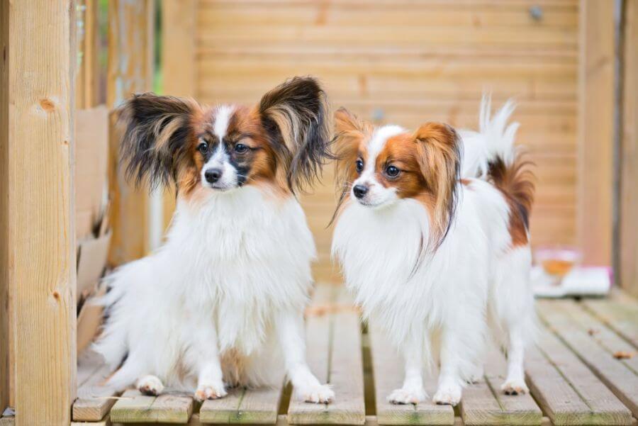 Papillon Dog – All About This Unique Dog Breed - PetsTime