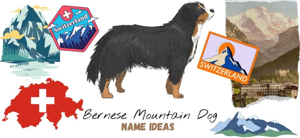 Bernese Mountain Dog Names – Top Choices - PetsTime