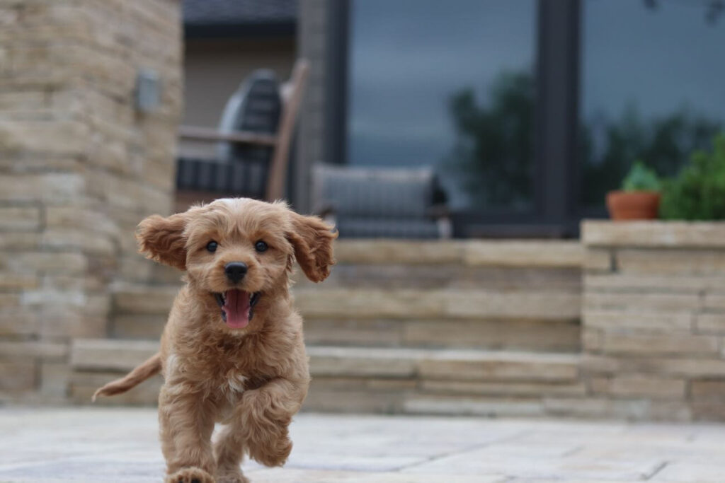 Cutest Dog Breeds (According to Science!) - PetsTime