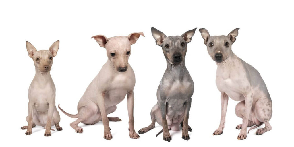 Hairless Dog Breeds – 9 Bald Dogs to Choose From - PetsTime