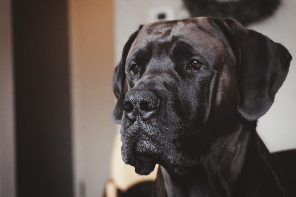 Mastiff Breeds – 16 Types of Mastiff Dogs - PetsTime