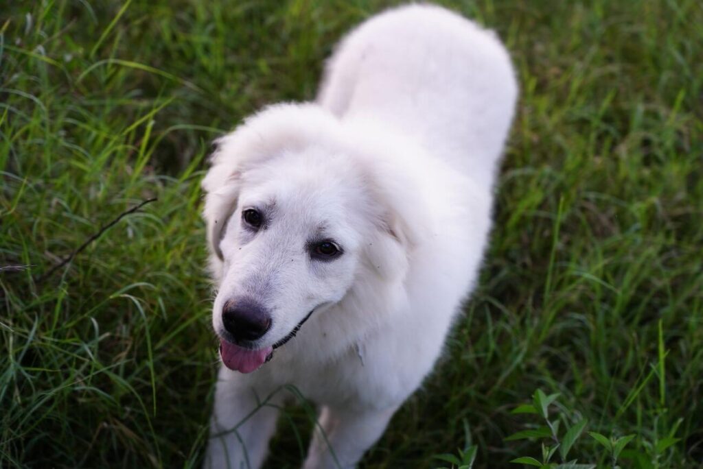 Most Loyal Dog Breeds That Will Be There for You - PetsTime