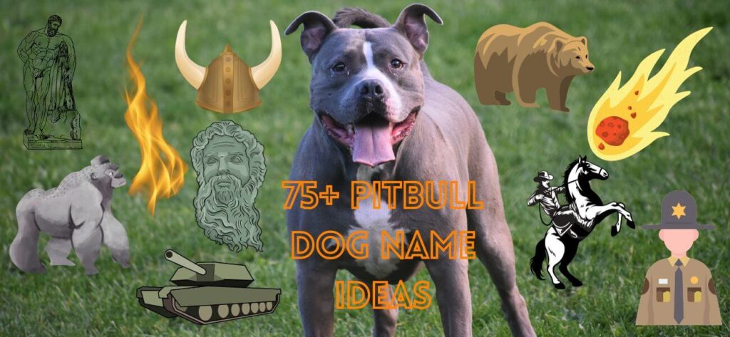Pitbull Dog Names Tough And Cute Ideas PetsTime pitbull-dog-names-tough-and-cute-ideas-petstime