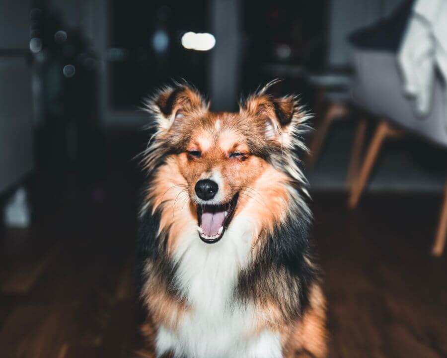 Shetland Sheepdog Dog Breed Information - PetsTime