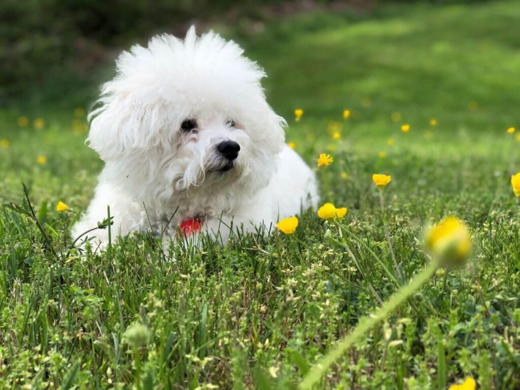 Small Dog Breeds & Their Characteristics - PetsTime