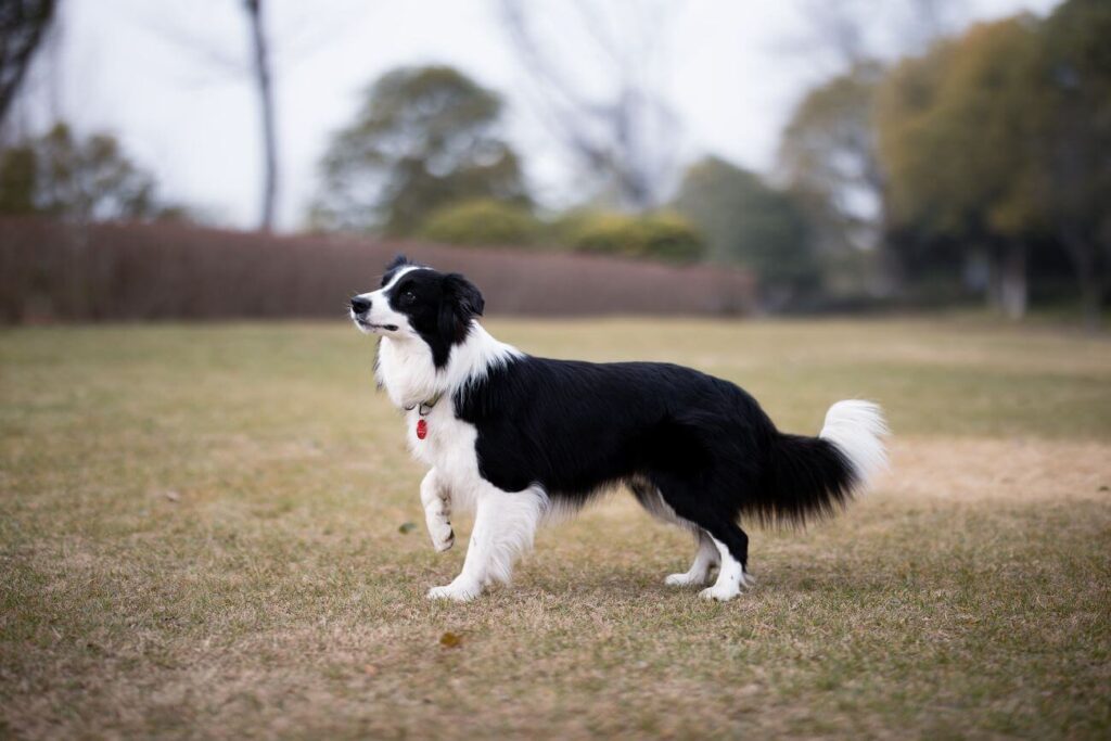 Smartest Dog Breeds | Intelligent Dogs. - PetsTime