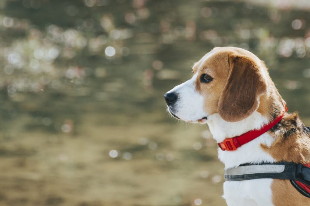 Dog Names That Start With J: Cute Ideas
