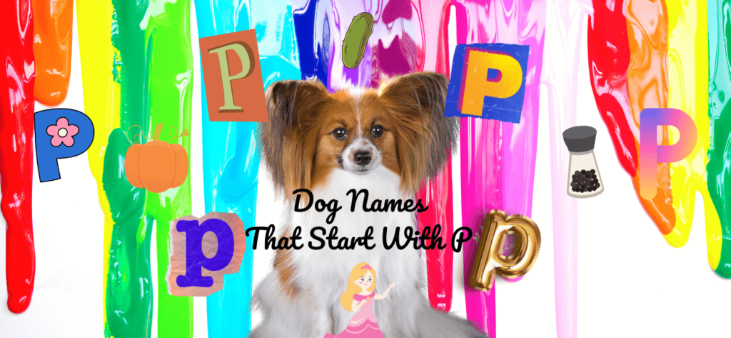 Dog Names That Start With P