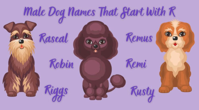 Dog Names That Start With R: Best Ideas