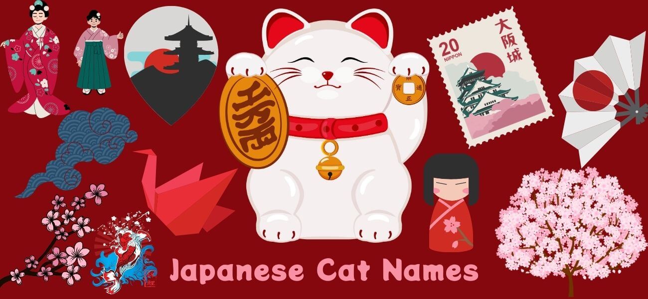 Japanese Cat Names With Meaning PetsTime japanese-cat-names-with-meaning-petstime