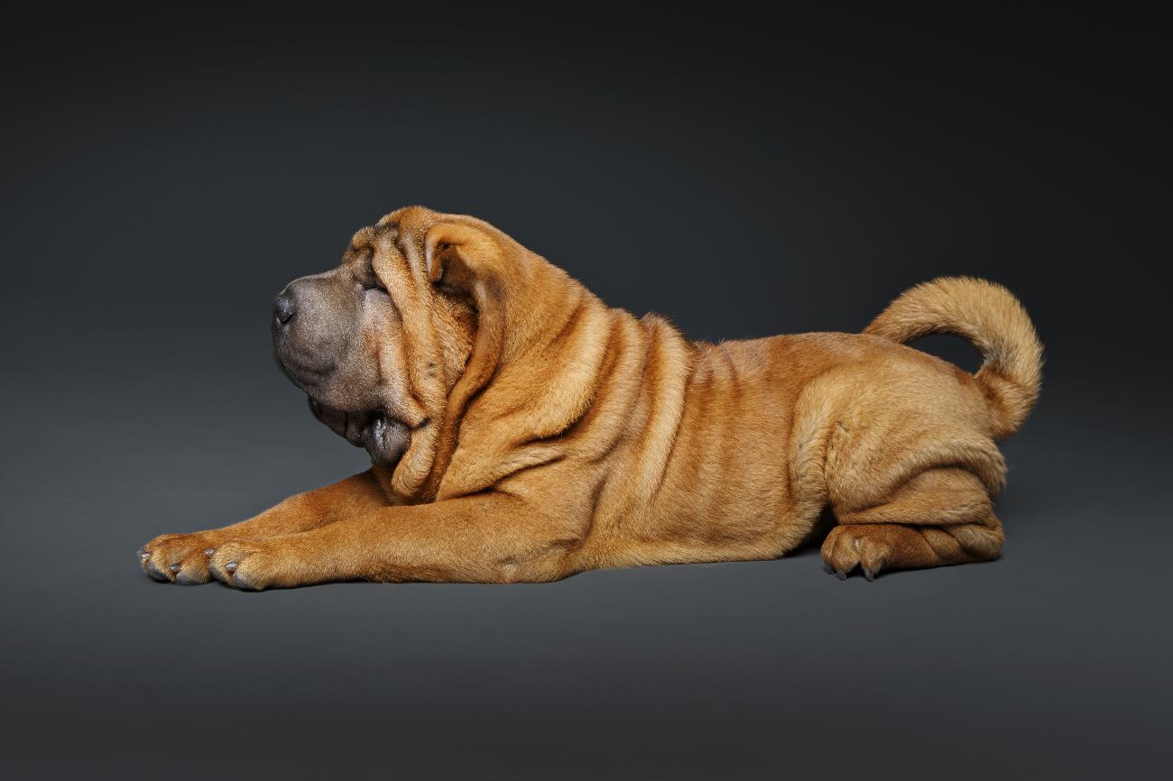 Shar Pei: Chinese Shar-Pei Dog Breed Information