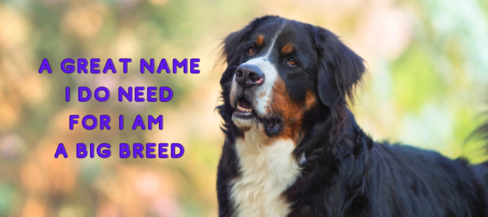 Big Dog Names | 75+ Names for Giant Breed Dogs - PetsTime