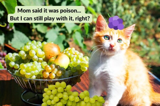 Can Cats Eat Grapes and Raisins? - PetsTime