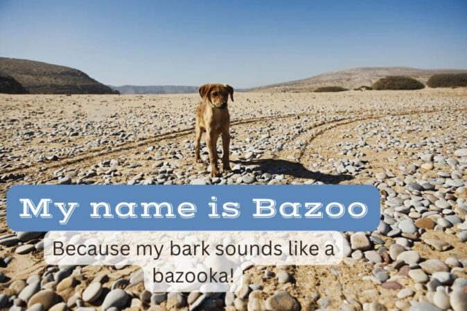 Western Dog Names – 41 Cowboy Names for Dogs - PetsTime