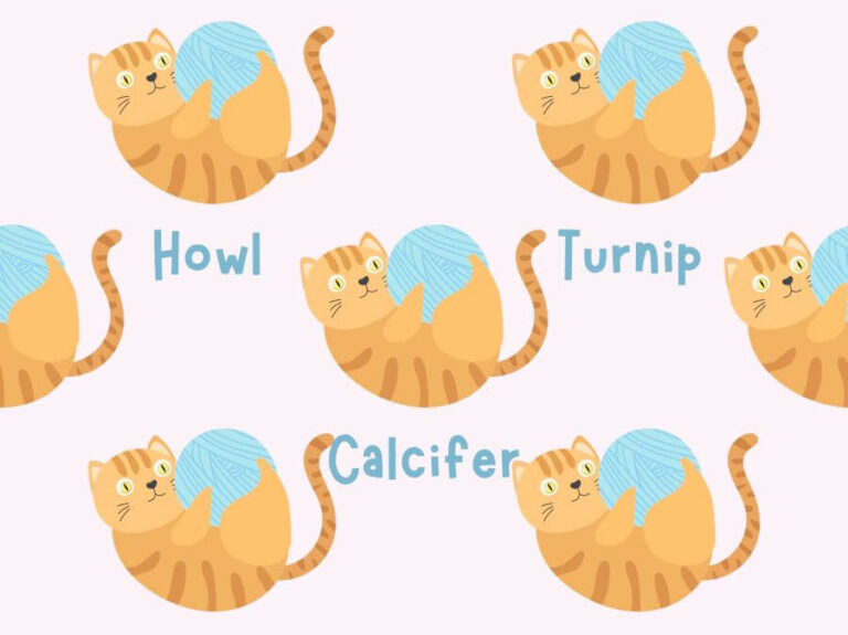 Studio Ghibli Names For Pets PetsTime Studio Ghibli Names For Pets PetsTime