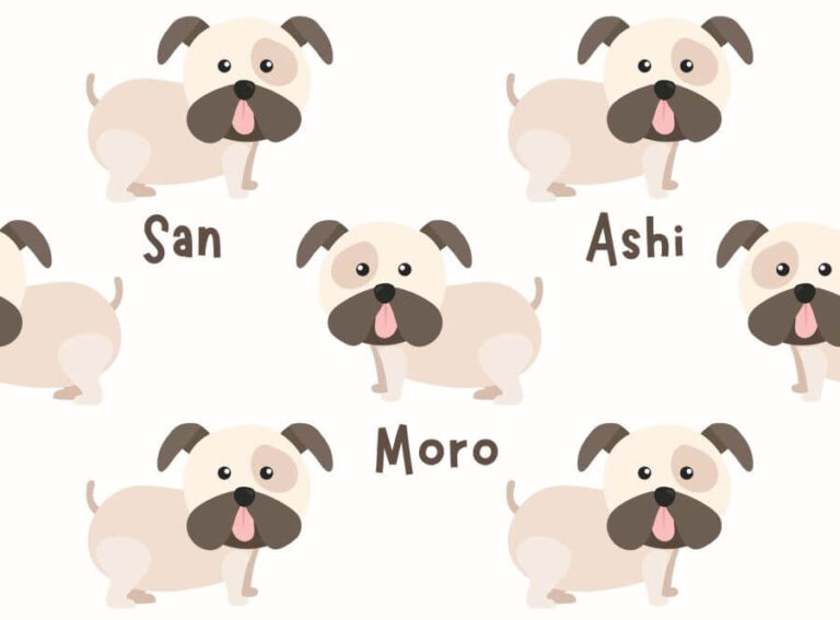 Studio Ghibli Names For Pets PetsTime Studio Ghibli Names For Pets PetsTime