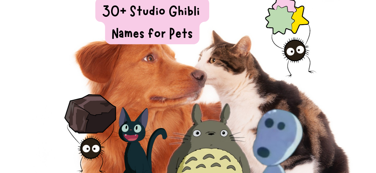 Studio Ghibli Names For Pets PetsTime Studio Ghibli Names For Pets PetsTime