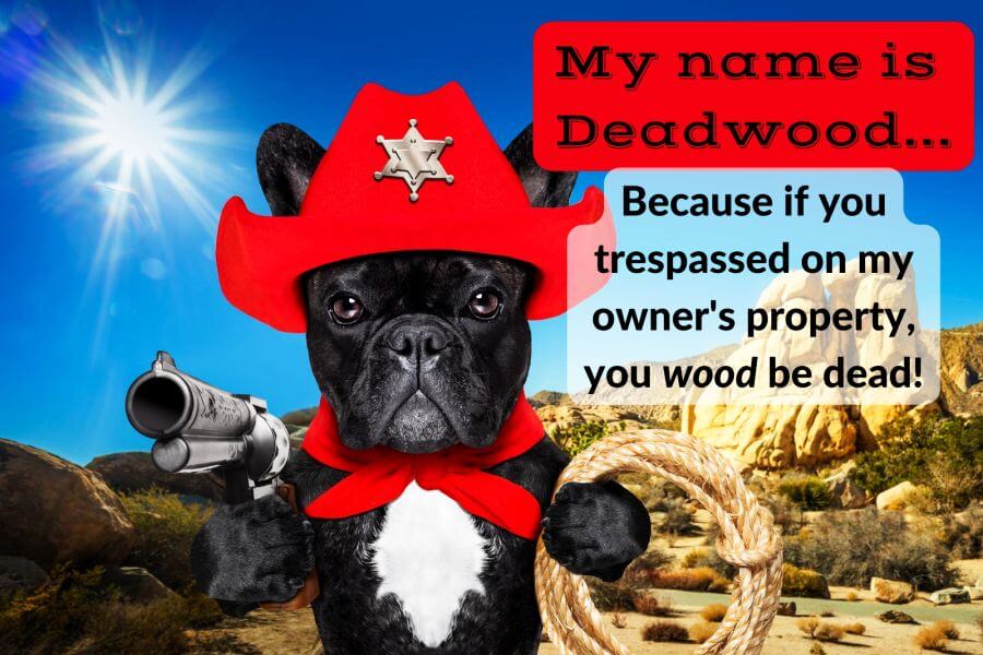 Western Dog Names 41 Cowboy Names For Dogs PetsTime Western Dog Names 41 Cowboy Names For Dogs PetsTime