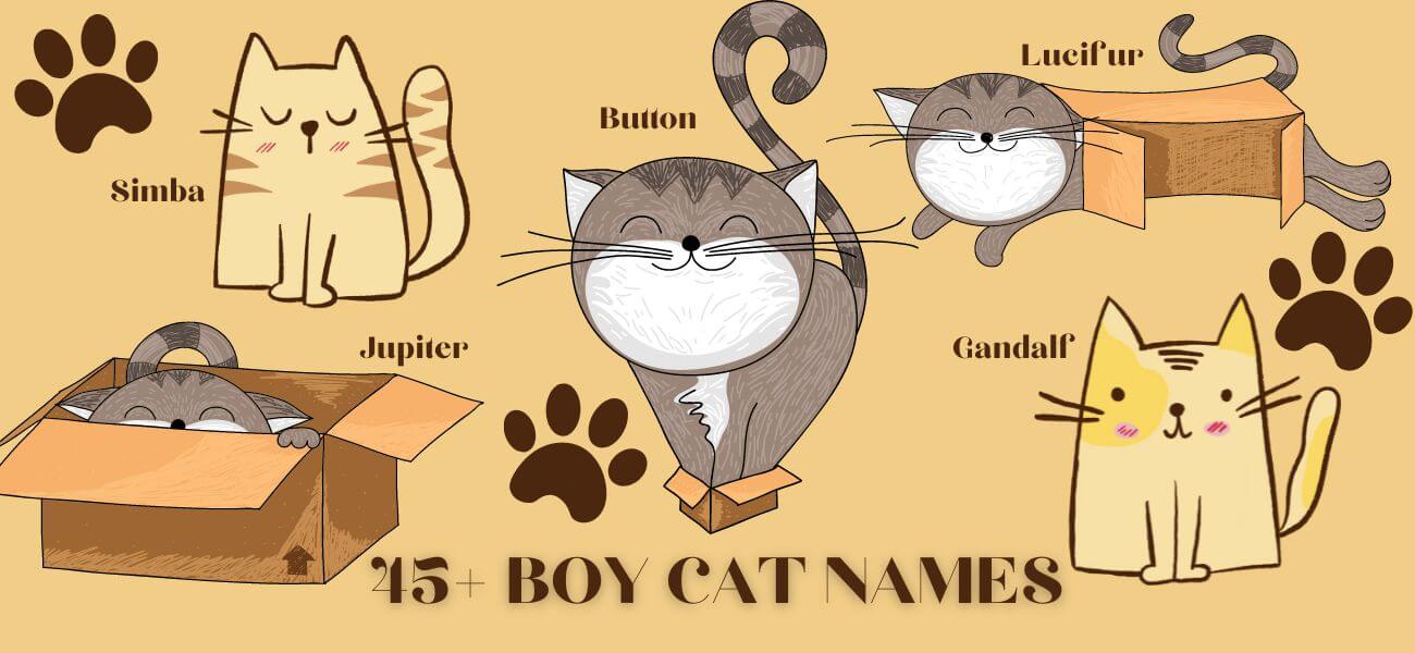 Boy Cat Names 45 Adorable Male Kitten Names PetsTime Boy Cat Names 45 Adorable Male Kitten Names PetsTime