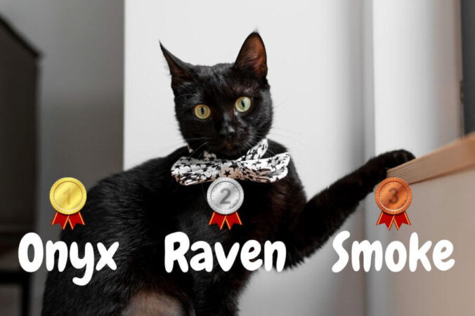 Cool Boy Cat Names – 50 Ideas for Your Boy Kitten - PetsTime