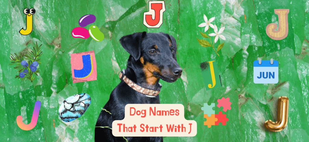 Dog Names That Start With J – 25+ Cute Ideas - PetsTime