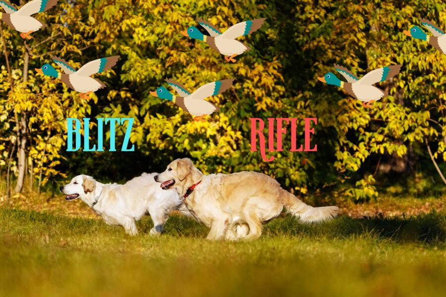 Female Hunting Dog Names 60 Ideas For A Girl Hound Female Hunting Dog Names 60 Ideas For A Girl Hound